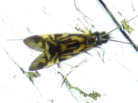 Macrostemum Macrostemum Carolina Bugguide
