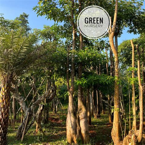 Jual Pohon Pule Pohon Pule Gruping Pohon Pule Putih Ready Stock