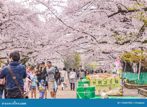 People Watching Cherry Blossom And Relaxing In Sakura Festival A Editorial Image Image Of