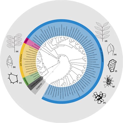maximum likelihood ml tree of the cinnamomum‐ocotea group using nrits