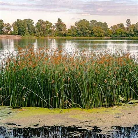 Scirpus Tabernaemontani Validus Soft Stem Bulrush Siteone Us