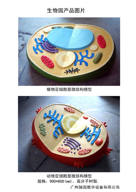 植物细胞模型图 植物细胞模型怎么做 植物细胞平面图 大山谷图库