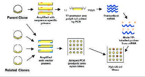 figure 1 from cross hybridization of closely related genes on high