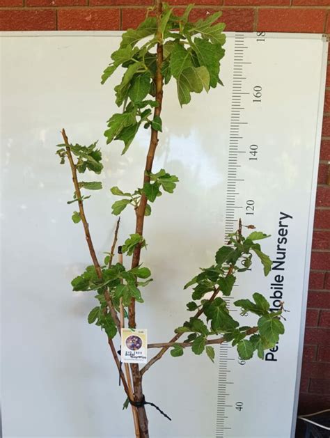 Dwarf Fig Tree Sweet Temptation Perth WA