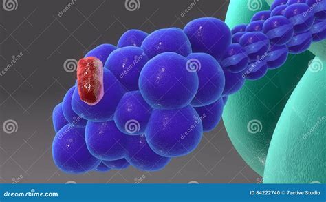Macrophage And Receptors Stock Illustration Illustration Of Cancer