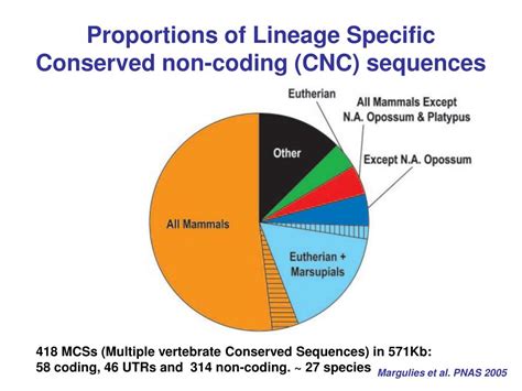 Ppt Exploring The Role Of Non Coding Dna In The Function Of The Human