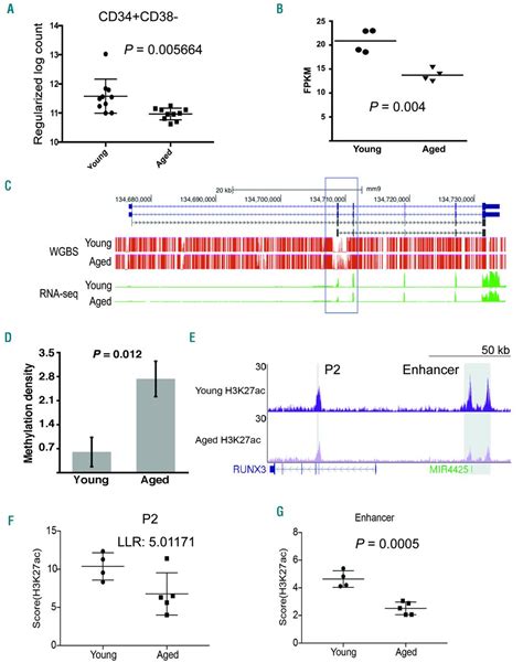 runx3 levels in human hematopoietic progenitors are regulated by aging