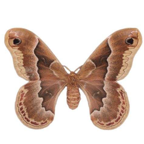 Polyphemus Moth The Wisconsin Moths Field Guide