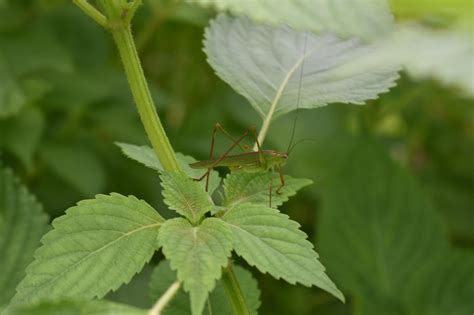 Girl The Insects In Grass Free Photo On Pixabay Pixabay