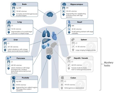 The Medical Segmentation Decathlon Biomedical Computer Vision