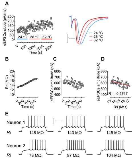 Whole Cell Patch Clamp Recordings In Brain Slices