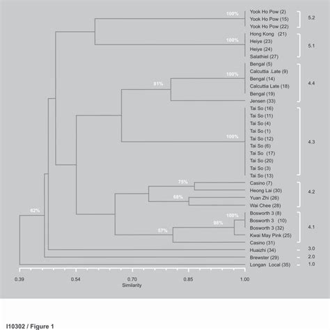 Dendrogram Of 34 Litchi And 1 Longan Accessions Generated By Upgma