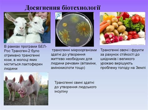 Традиційна біотехнологія презентация онлайн