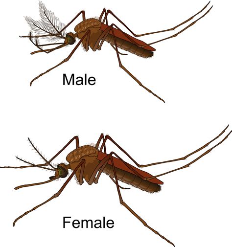 Aedes Mosquito Male And Female Female Mosquito Mosquito Best Natural Mosquito Repellent