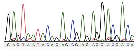 Advances In Sanger Sequencing Manual Vs Automated Sanger Sequencing Genetic Education
