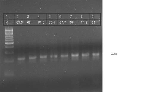 3 Effect Of Variation Of Annealing Temperature Was Analyzed To Download Scientific Diagram