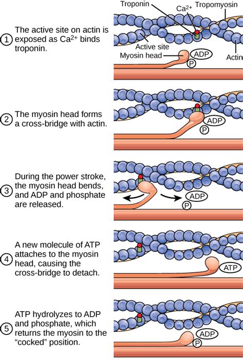 Biochemistry How Is Atp Involved In Muscle Contraction Biology