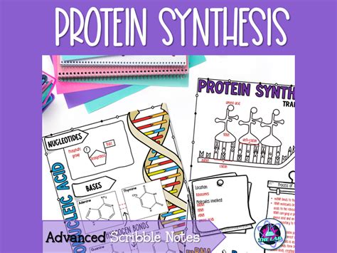 Protein Synthesis Notes Advanced Scribble Notes Teaching Resources