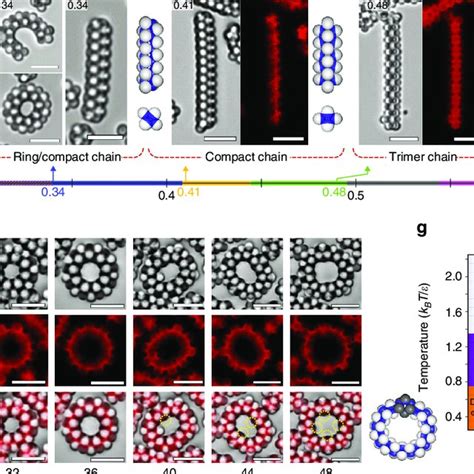 Dna Mediated Self Assembly Of Janus Particles With Patch Ratios From