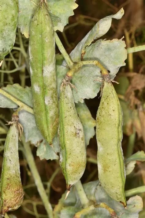 The Most Important Pea Diseases And Pea Pests At A Glance Seedforward