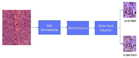 Figure From Nuclei Segmentation In Histopathology Images Using Deep Learning With Local And