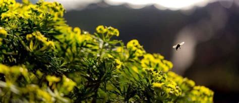 Ccd Poster Boy David Hackenberg Loses 90 Of His Bee Hives Honeycolony