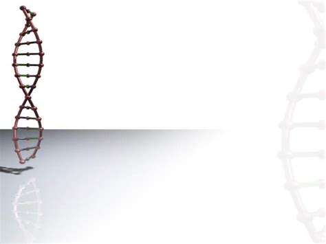 Рамки для презентаций методы биологии Zefirka Club фото и картинки