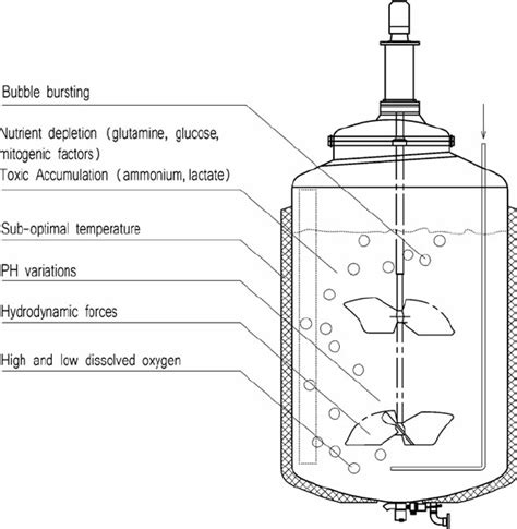 Factors Which Influence Cell Survival In The Bioreactor Download Scientific Diagram