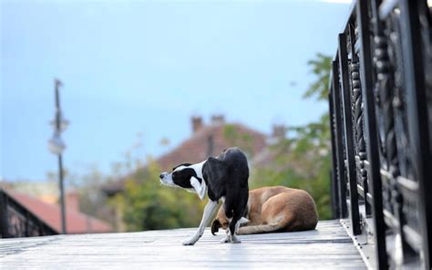 Premium Photo Stray Dog Scratching Fur With Fleas Image