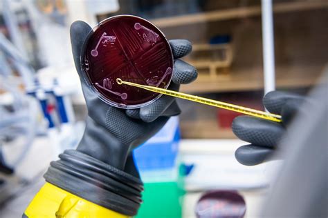 Stanford Researchers Construct Most Complex Complete Synthetic