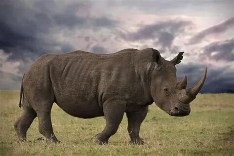 RHINO: 3 тыс изображений найдено в Яндекс Картинках