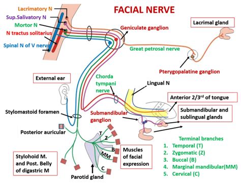 Trigeminal Nerve Rev Med Human Anatomy Diagrams For Reference Artofit