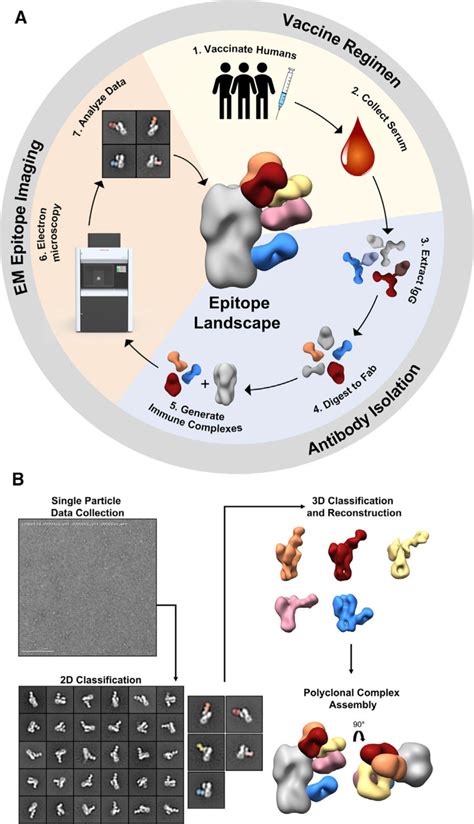 Epitope Mapping