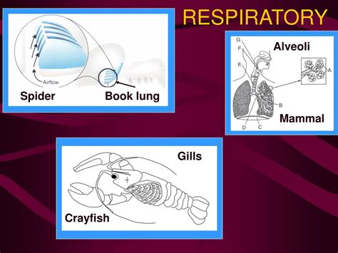 Ppt Comparative Anatomy Urogenital System Powerpoint