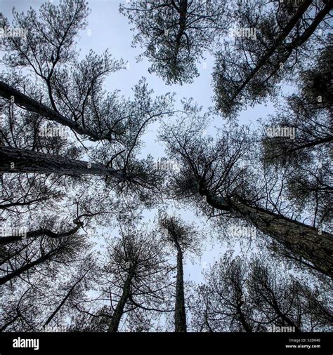 Tree Canopy Pattern Hi Res Stock Photography And Images Alamy
