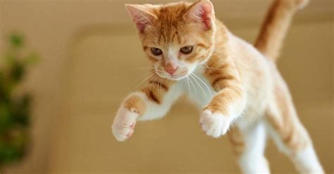 21 Athletic Cats That Are Ready For The Pros S