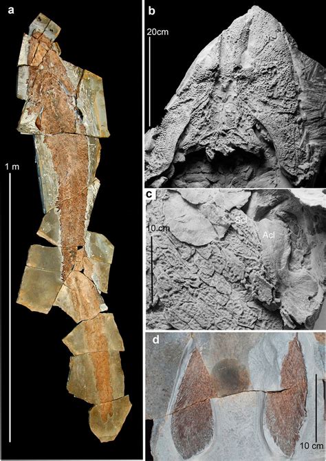 Proterogyrinus Fossil