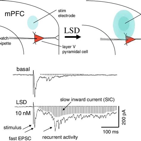 Lsd Enhances Spread Of Recurrent Network Activity In Medial Prefrontal Download Scientific