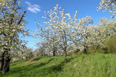 Cherry Heart Of England Forest