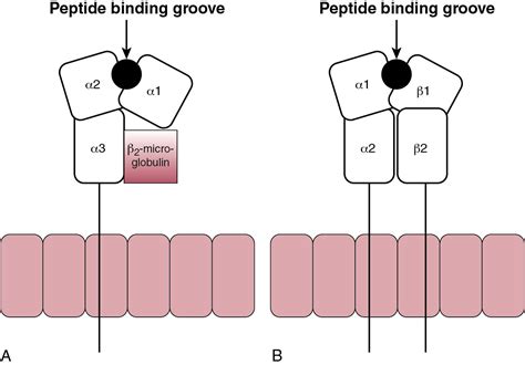 Transplant Compatibility Testing Clinical Tree
