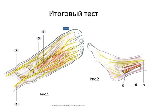 Топографическая анатомия нижней конечности (продолжение). Область ...