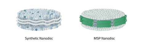 What Are Nanodiscs
