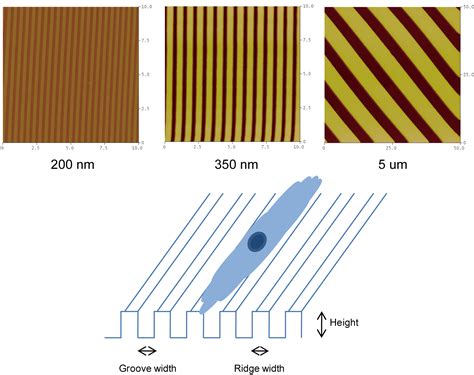 Pdf Supplementary Material 2