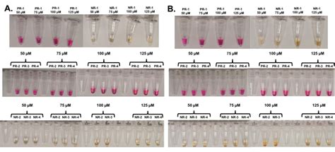 Detecting Sars Cov 2 Virus By Reverse Transcription Loop Mediated