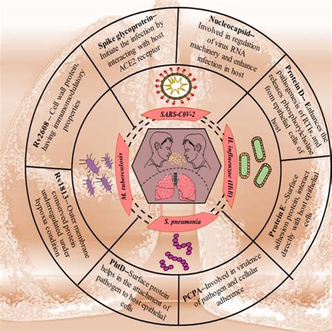 Diagrammatic Representation Of Multiple Pathogens Involved In Download Scientific Diagram