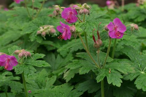Balkan-Storchschnabel (Geranium macrorrhizum)