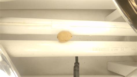 Pecan Crack Classification Object Detection Model By Usda Pecan