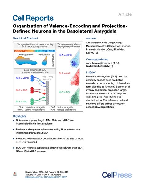 Pdf Organization Of Valence Encoding And Projection Defined Neurons In The Basolateral Amygdala