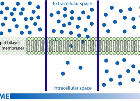 Difference Between Active And Passive Diffusion Definition Types Of