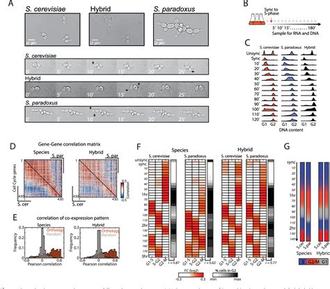 Figure 4 From Accumulation Of Cis And Trans Regulatory Variations Is
